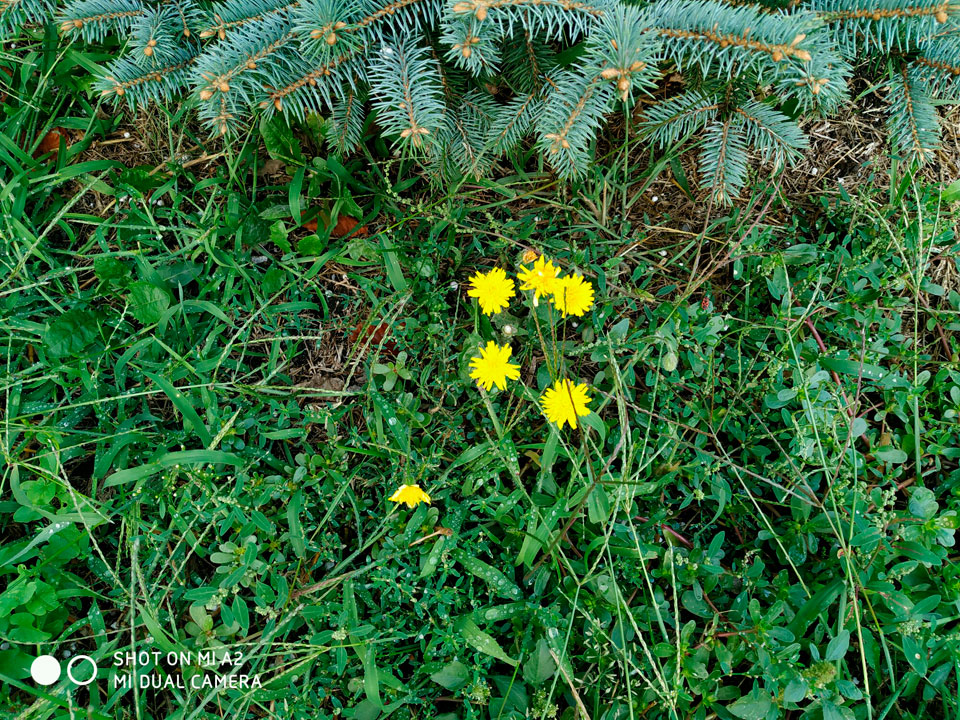 Mi A2 REVIEW | MIOT-Global.com